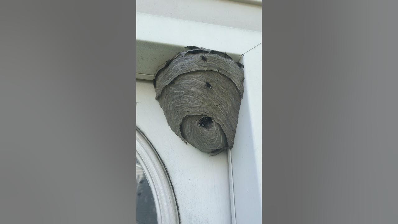 Bald-faced Hornet Nest Removal Long Island Pest Control - YouTube