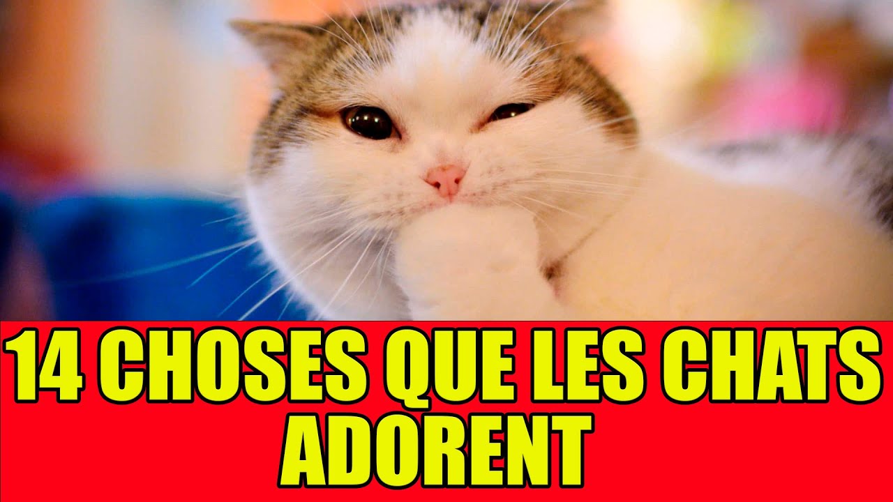 14 Choses Que Les Chats Adorent (Le Numéro 6 Pourrait Vous Surprendre ...