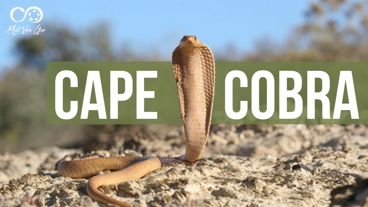 Cape Cobra (Naja nivea) | Herping South Africa - Montagu - YouTube
