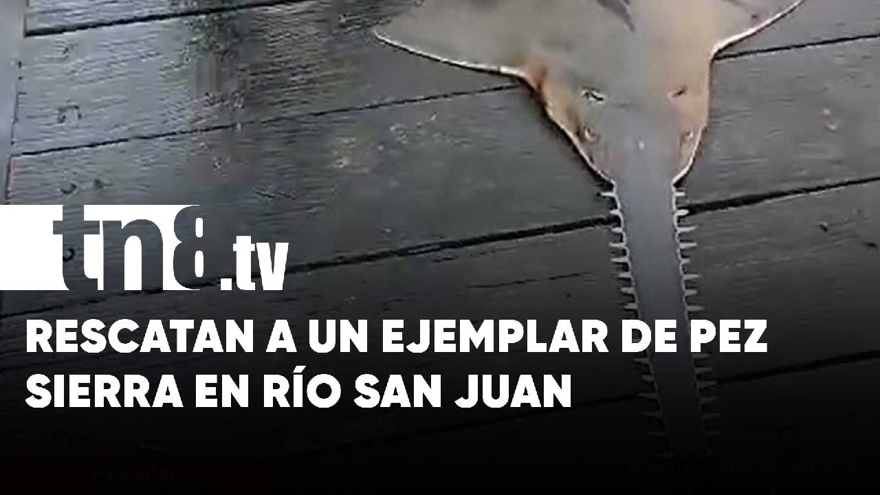 Impresionante: Liberan pez sierra de más de 2 metros en el Río San Juan ...