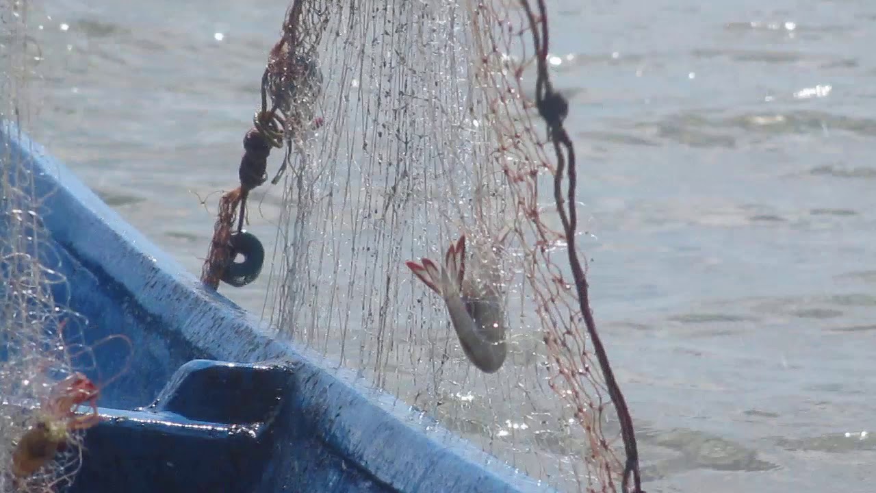 Penangkapan Udang di Sorong Selatan - YouTube