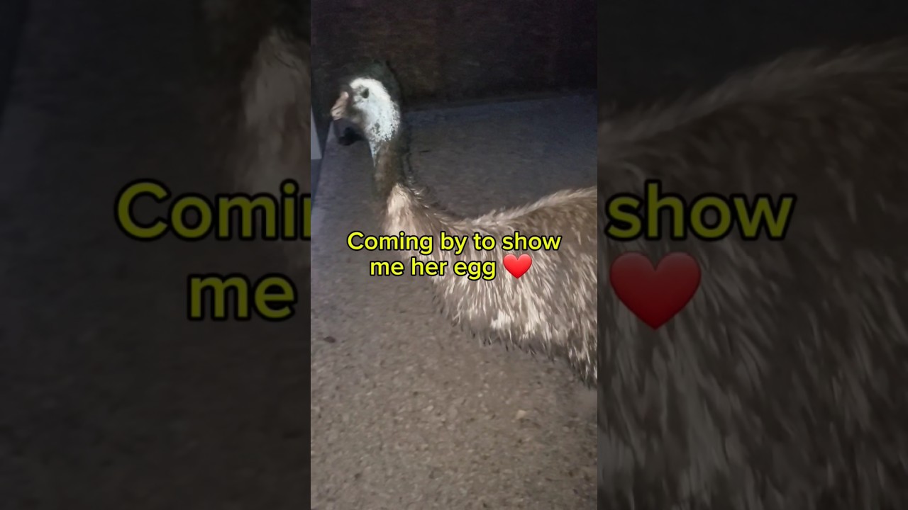 Cinnamon lays an egg on 4/14/2025 - YouTube