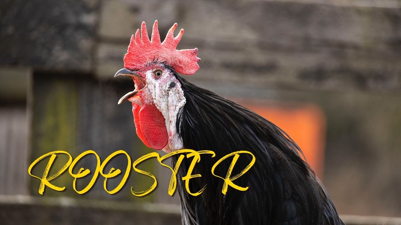 Rooster crowing sounds | Rooster Calling | Rooster crowing in the ...