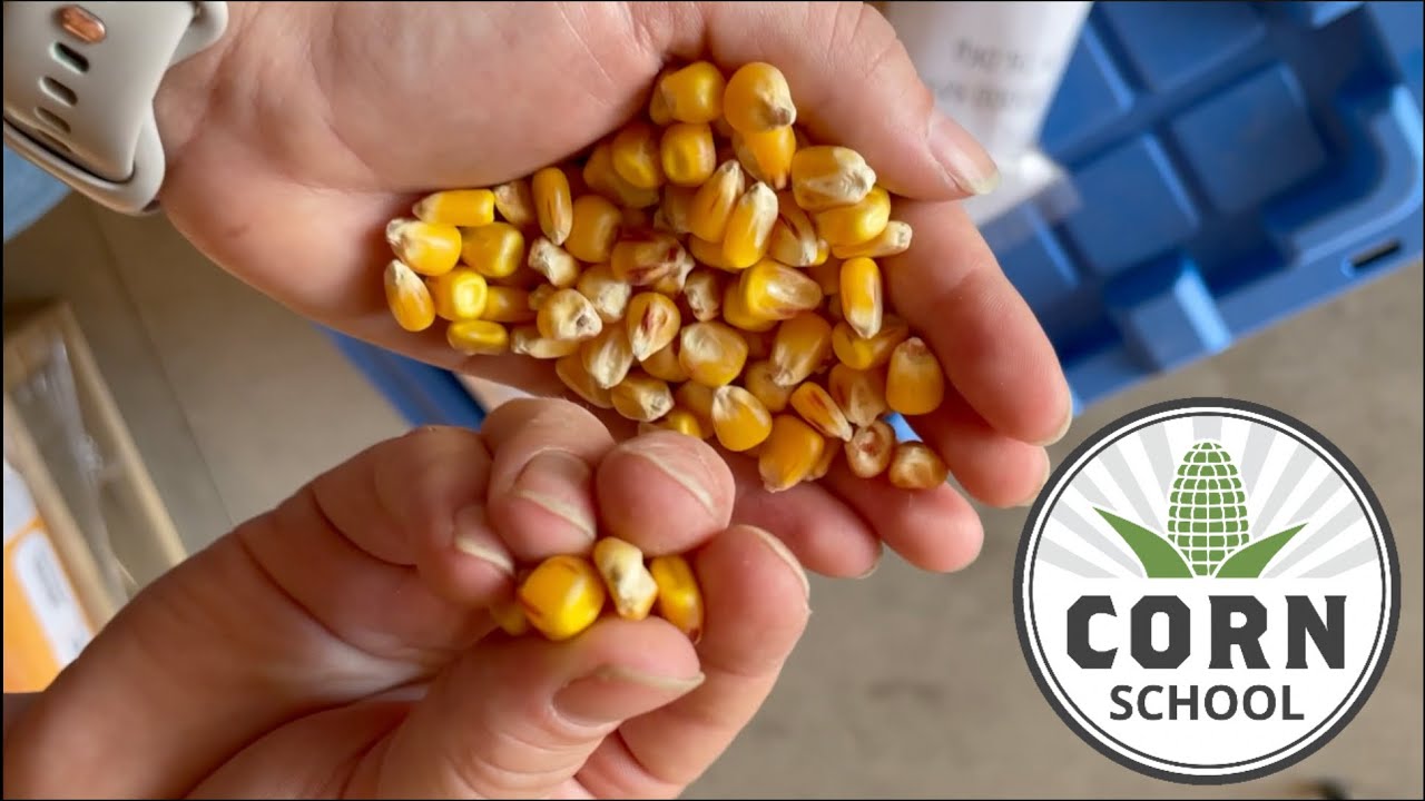 Corn School: Seed corn success is all in the details - YouTube