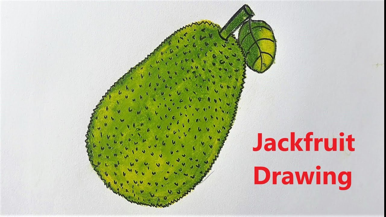 Jatiyo fol drawing || Kathal Drawing || Jackfruit Drawing - YouTube