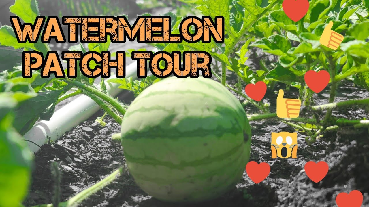 Watermelon Patch