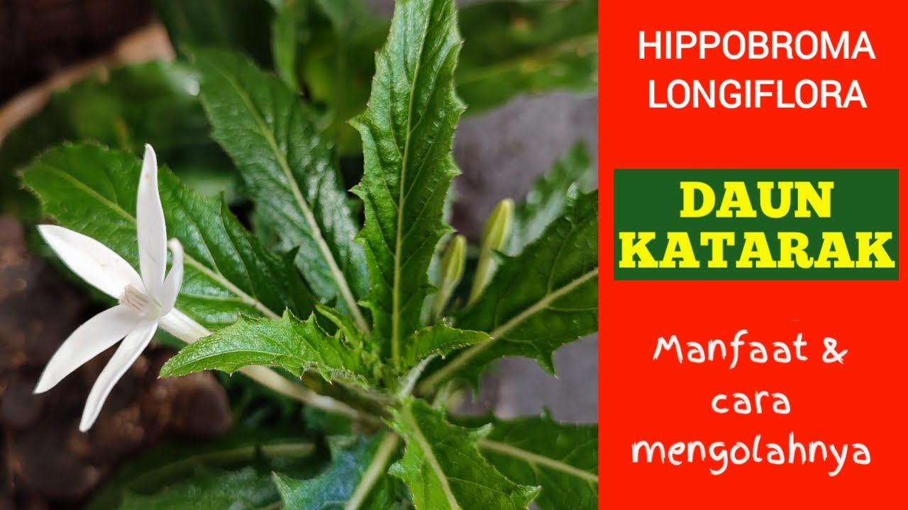 Mengenal Bunga Katarak atau Kitolod. - YouTube