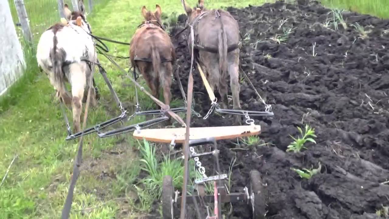Miniature Donkeys Plowing - YouTube