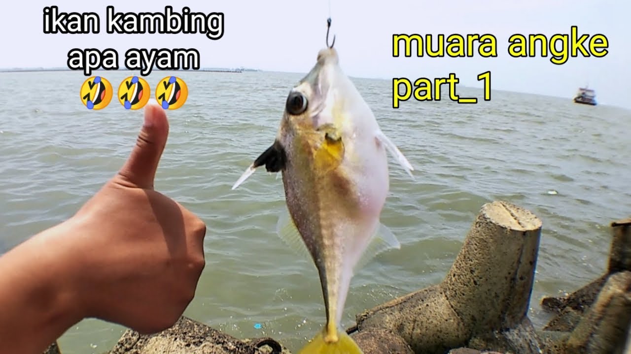 dapat ikan kambing - muara angke vlog_1 - YouTube