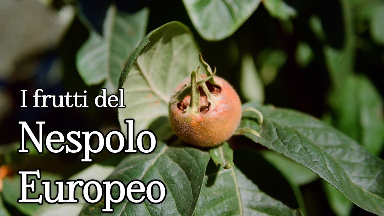 NESPOLO EUROPEO: un frutto antico ormai dimenticato! - YouTube