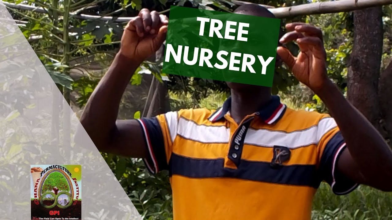HOW TO NURSE TREES!!! - YouTube