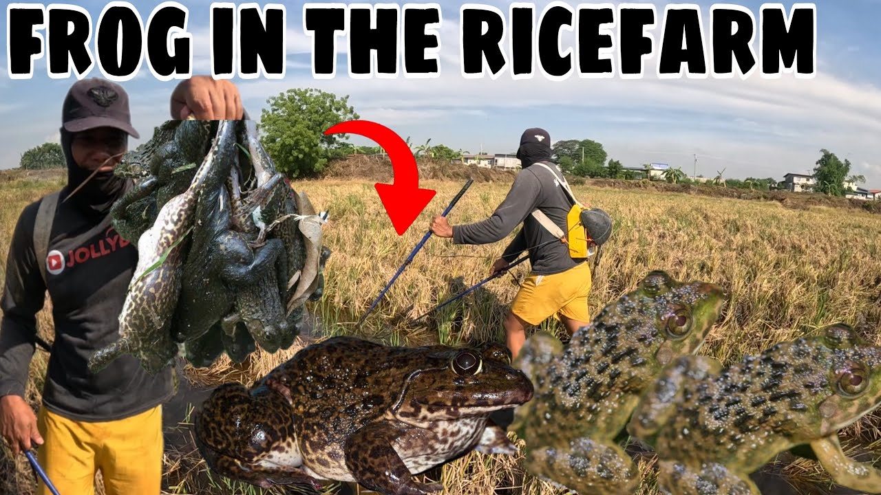 Palaka sa palayan nagtalsikan ng madaanan namin? Frog in the rice farm ...