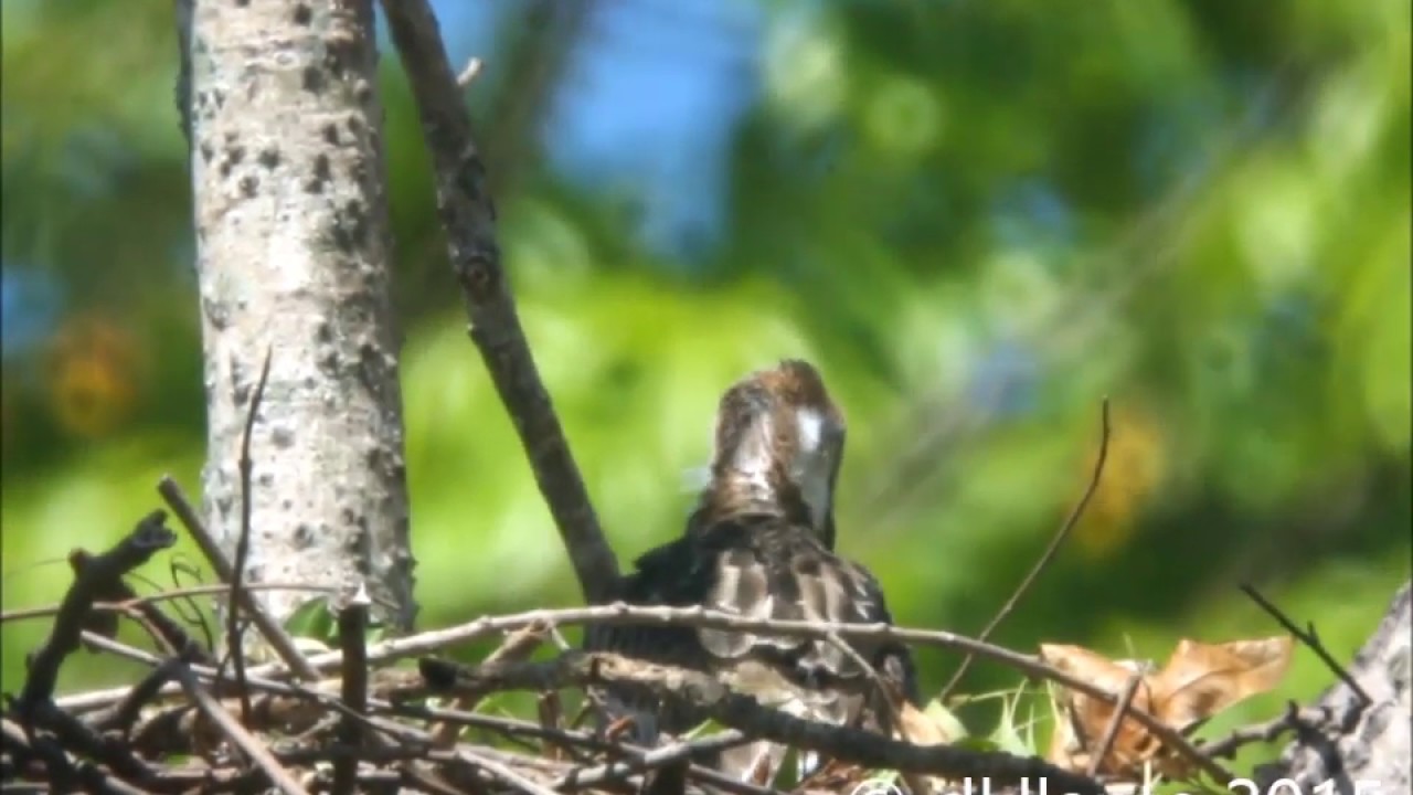 Philippine hawk-eagle - YouTube