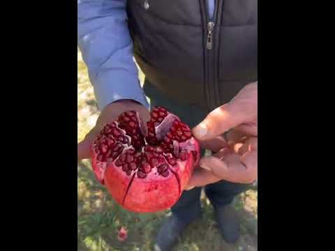 Nar meyvəsi baxın necə doğranır