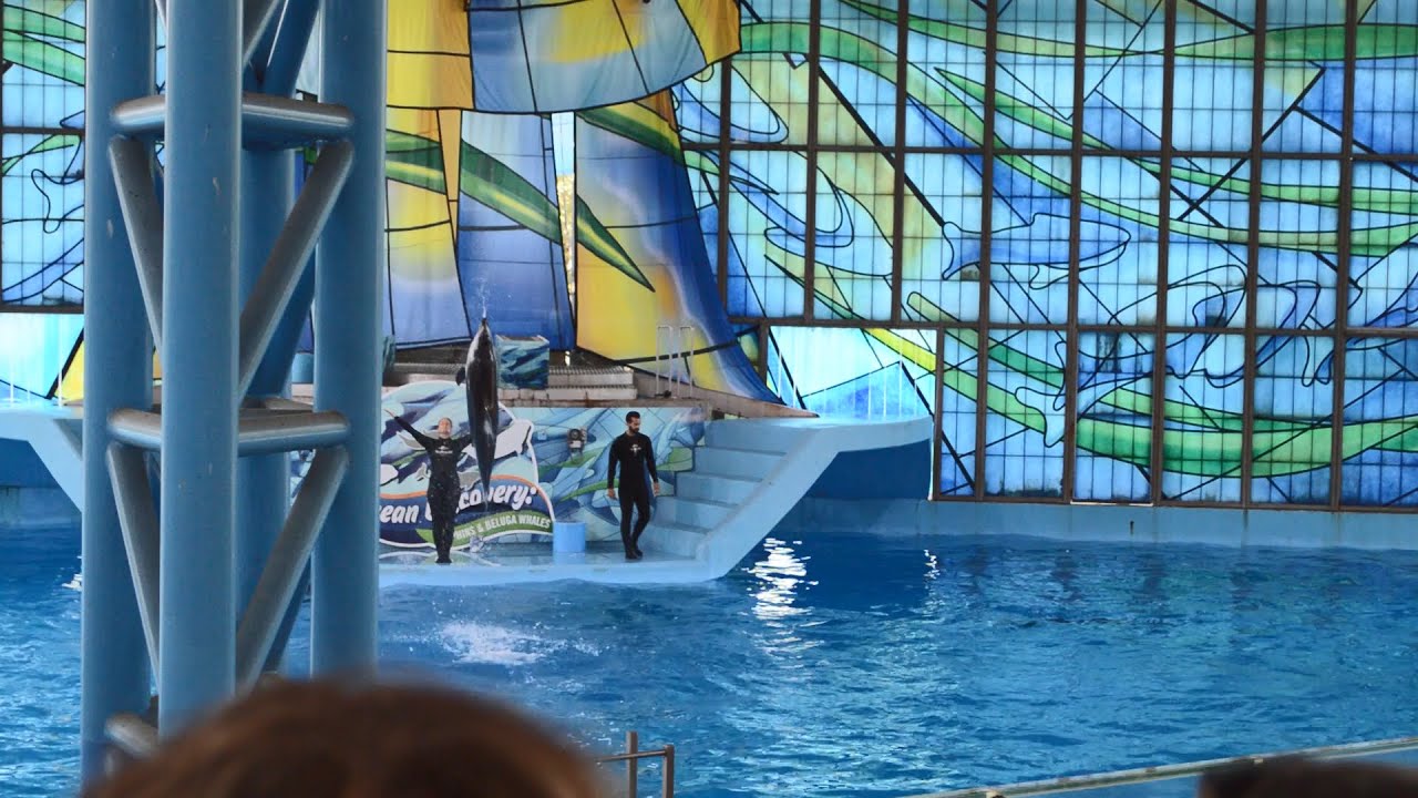 Ocean Discovery SeaWorld San Antonio Dolphin Show (8/5/2019) (First ...