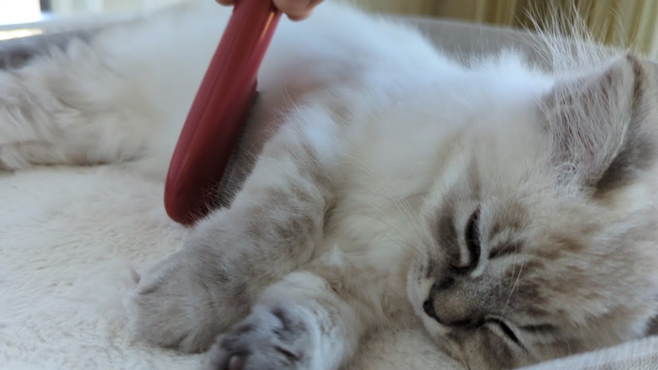 Brushing drowsy kitten to sleep. - YouTube