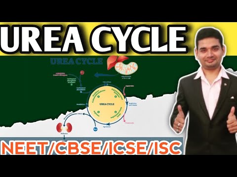 Urea Cycle Class 11||CBSE/ICSE/NEET||NEETRIX-AKSHAY - YouTube