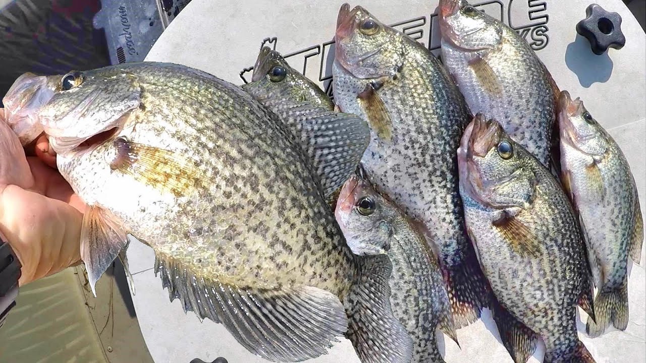 Catch Crappie For Dinner! Simple Way To Locate and Catch Summer Crappie ...