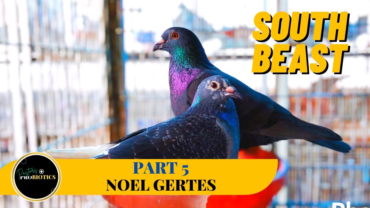 Kilalanin ang South Beast bird ni sir Noel Gertes! - YouTube