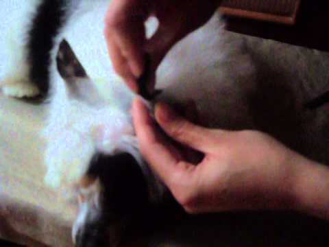 ears taping part 3 - YouTube