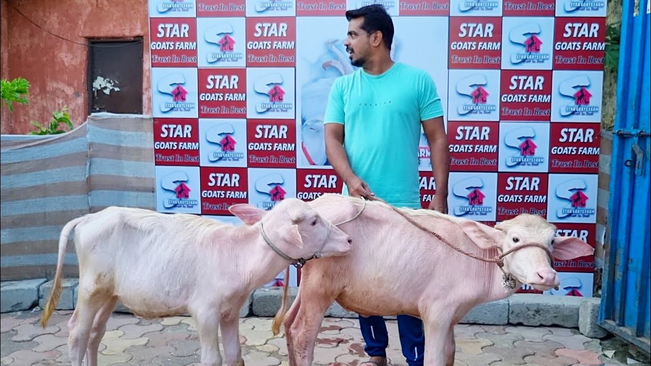 Albino Buffalo full White marble singh Marble khur at STAR GOATS FARM ...
