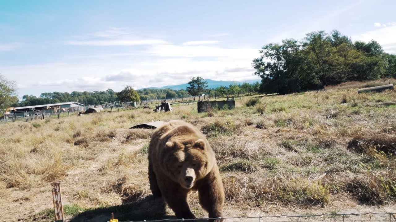 bu bu BEARS!!!! Wildlife Park & Port Townsend - YouTube