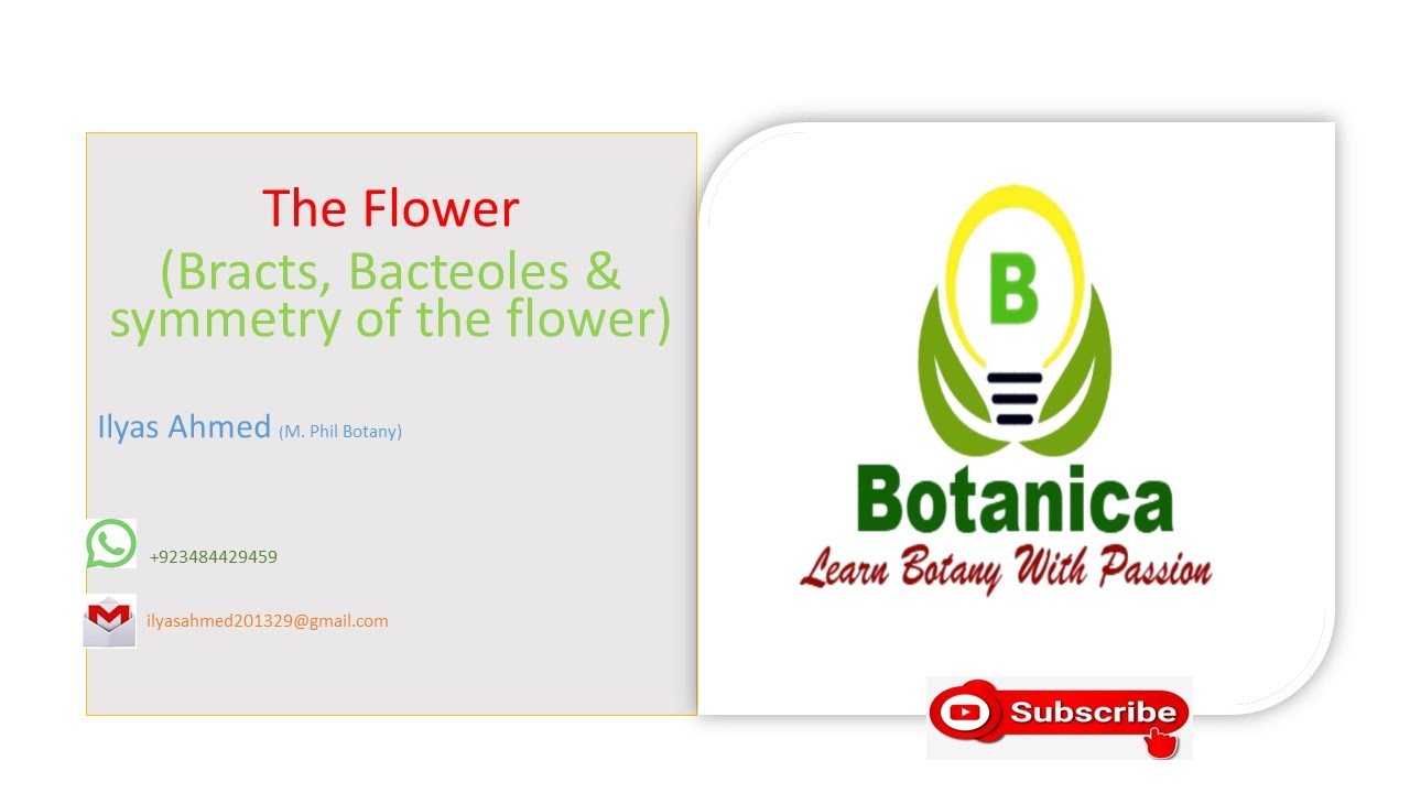 Symmetry of the flower, Bract and Bracteoles |Plant sciences| - YouTube