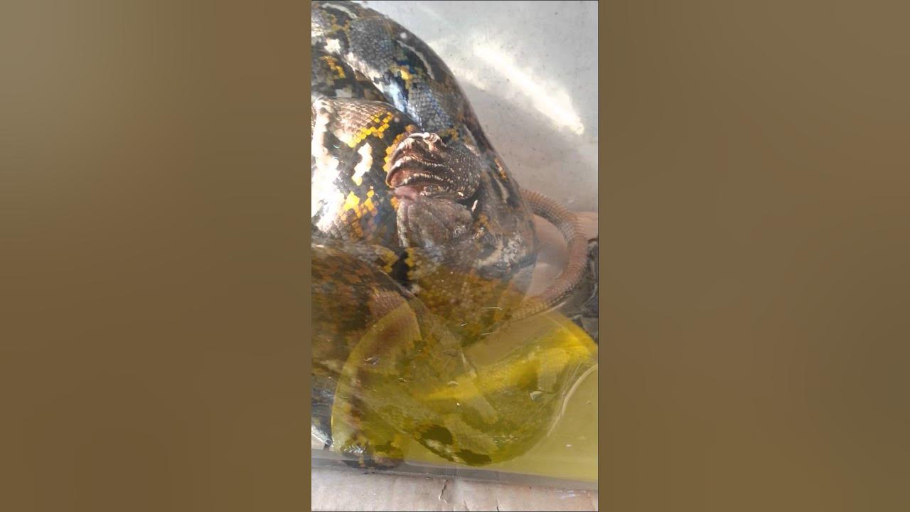 Monitor lizard vs 10ft python - YouTube