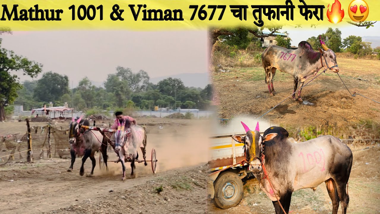 Mathur 1001 & Viman 7677 चा तुफानी फेरा😍 #mathur1001 #viman - YouTube