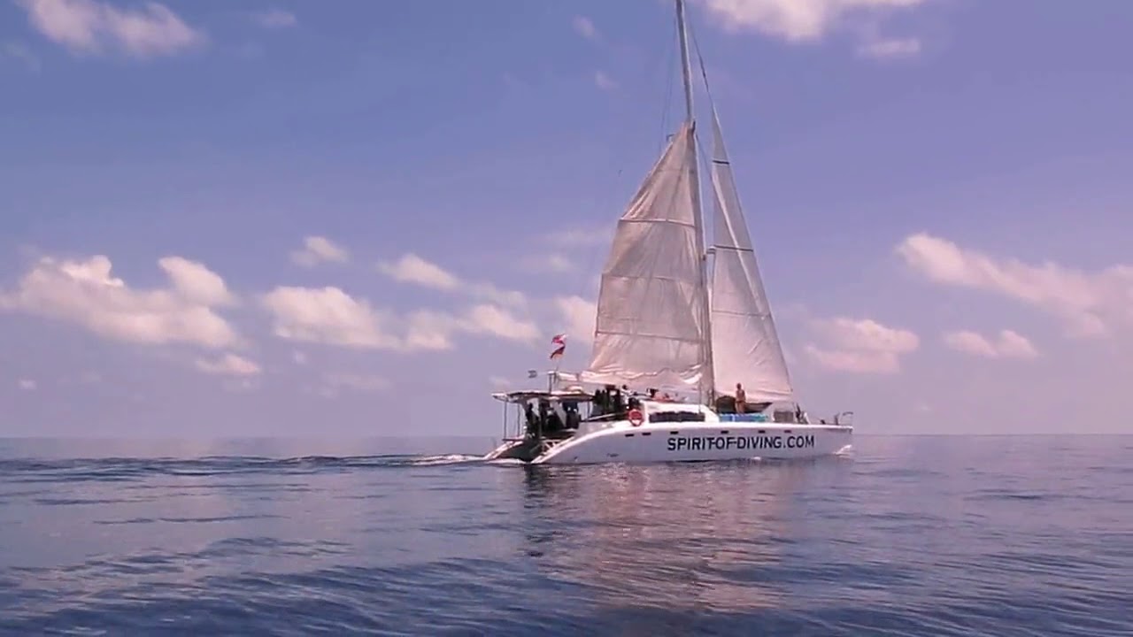Liveaboard Diving at Tubbataha Reef on the Fying Dolphin III Catamaran ...