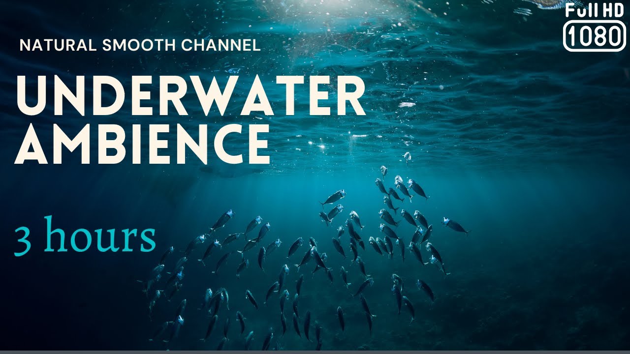 Underwater Sounds with Nature Ocean scapes & Underwater Animals | 3 ...