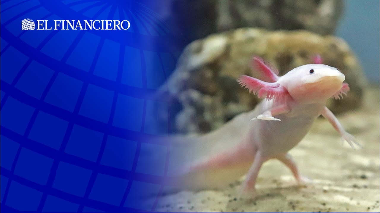 El nuevo Museo del Axolote en Chignahuapan Puebla - YouTube