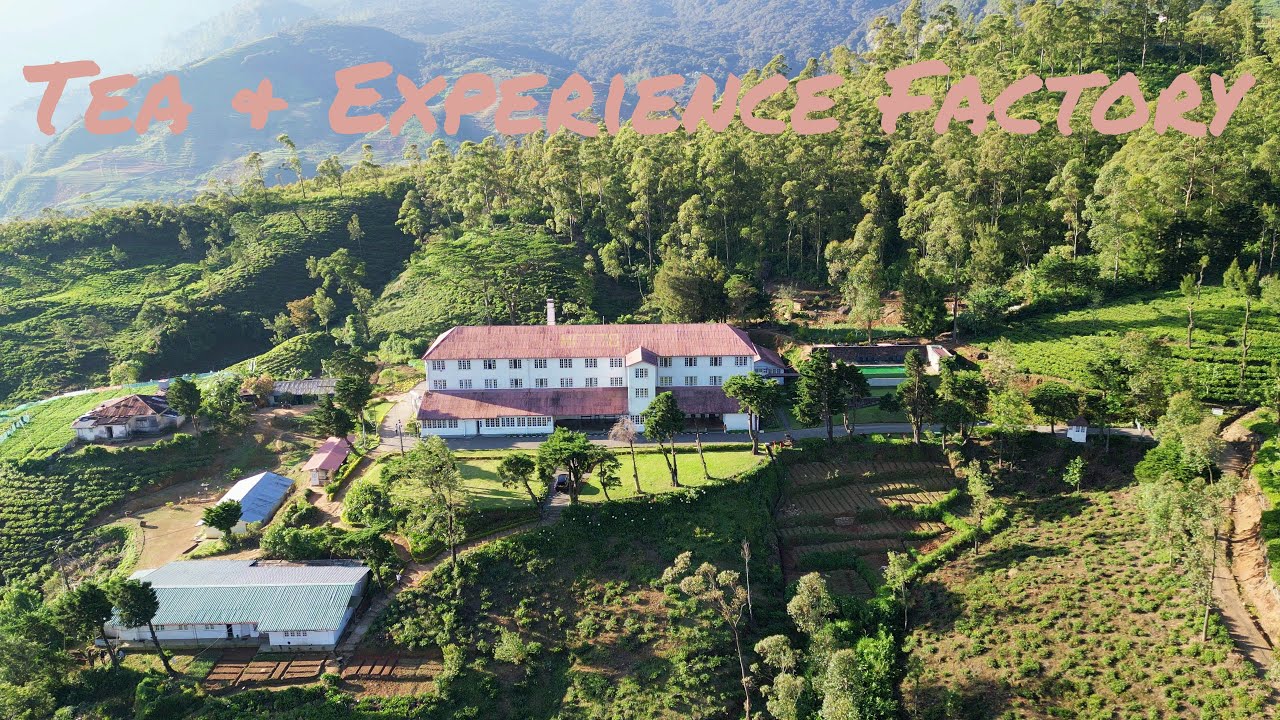 Tea & Experience Factory , Sri Lanka , Drone , 4K - YouTube