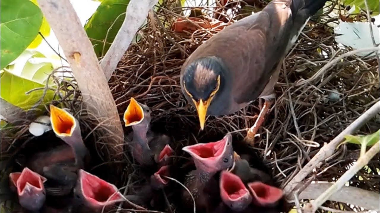 Common myna All the birds, we are always looking for food to eat The ...