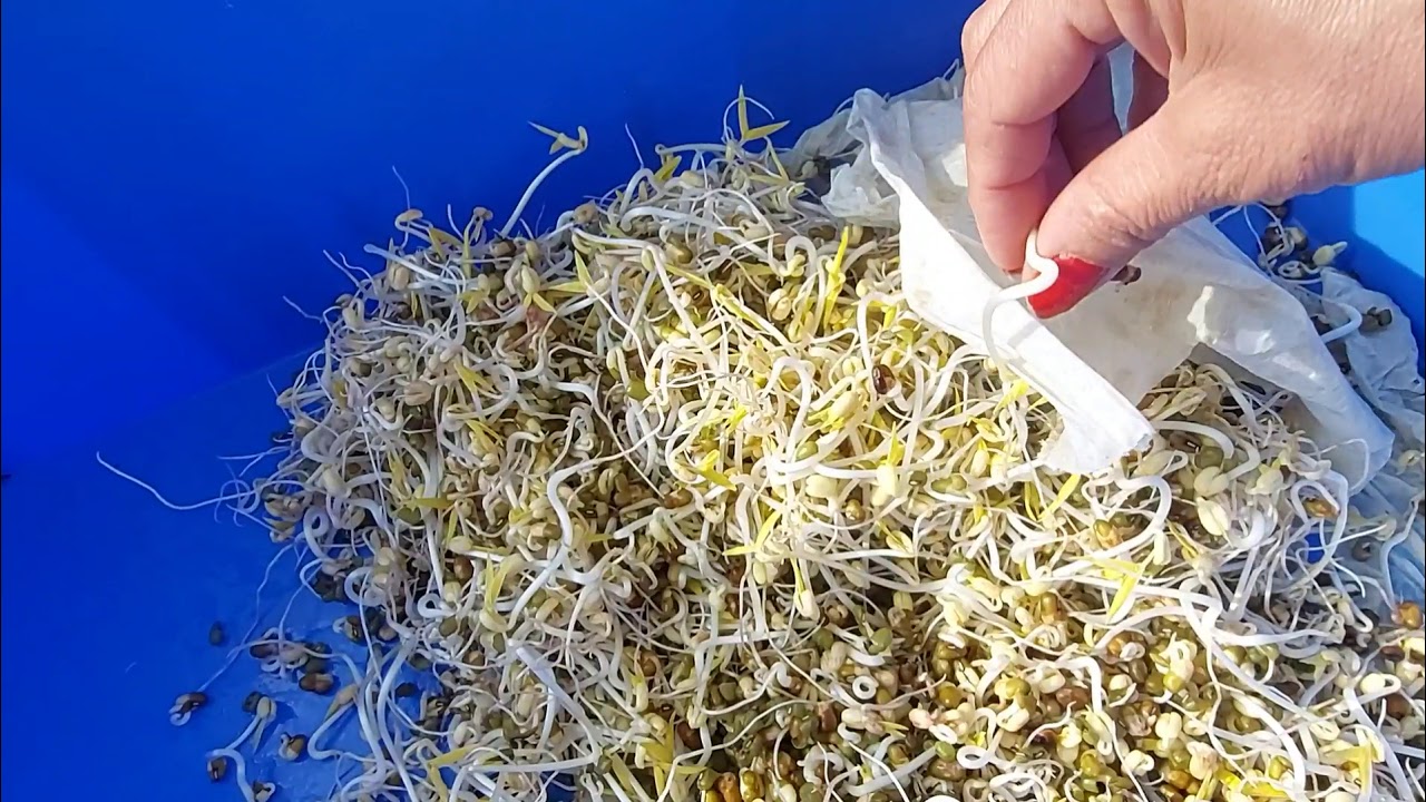 How to Make Bean Sprouts/ Gawa tayo ng Tawge #NeneDARX - YouTube