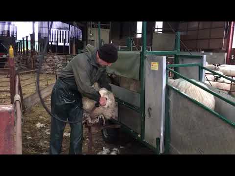 Dagging lambs on the JT Universal shearing trailer. - YouTube
