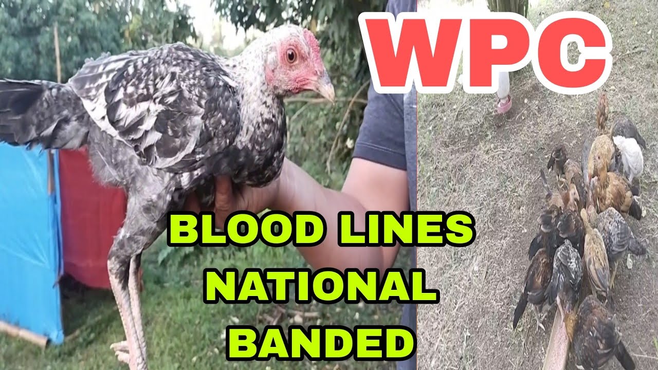 BLOOD LINES, NATIONAL BANDED,WPC, BAKBAKAN BANDED,WING BAND - YouTube