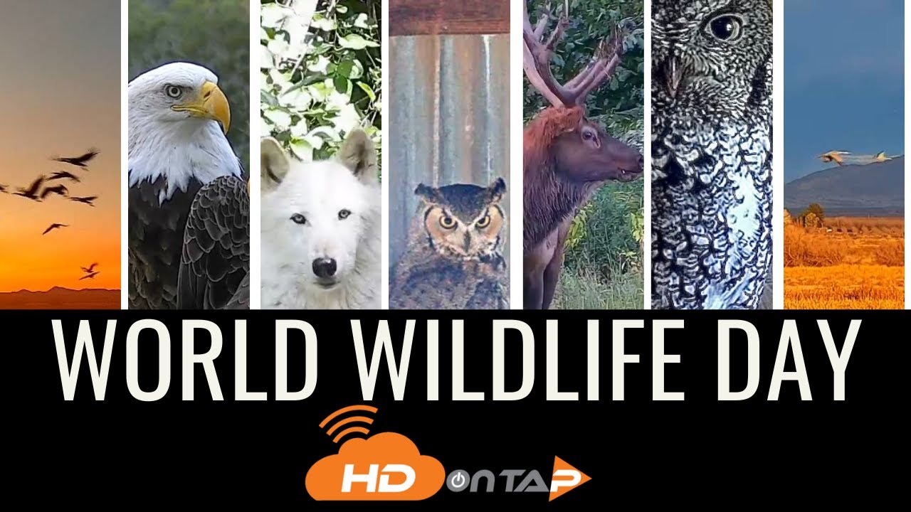 Wildlife Live Streams for World Wildlife Day 2021 - YouTube