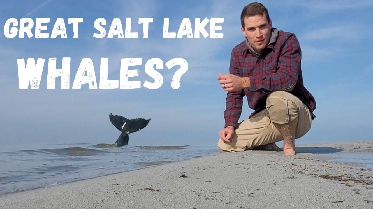 Were Whales Really Put In The Great Salt Lake? - YouTube