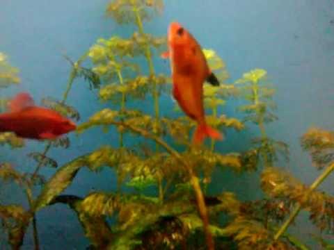 Drunk Fish - YouTube