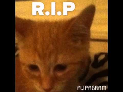 RIP to my cat Garfield he died at a very young age - YouTube