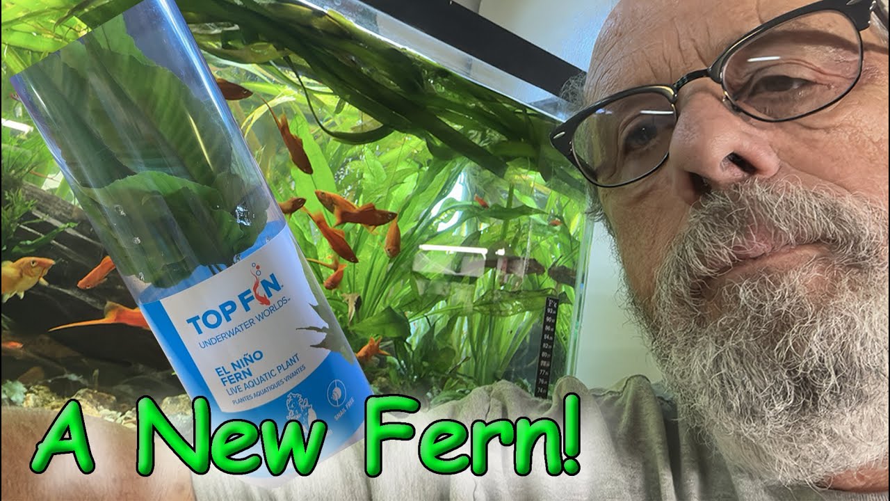 Unboxing A New Fern - YouTube
