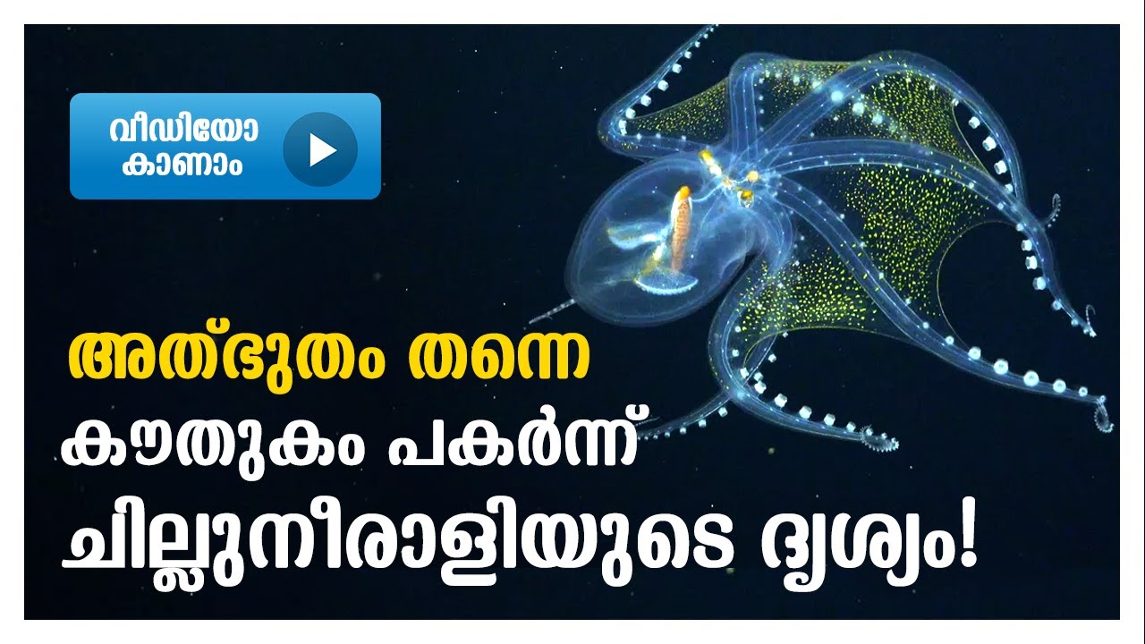 Rare glass octopus with transparent skin captured on camera for the ...