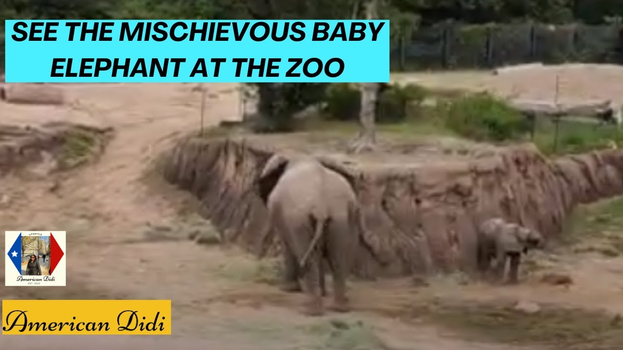 See the mischievous baby elephant at the Zoo, American Didi Travel ...