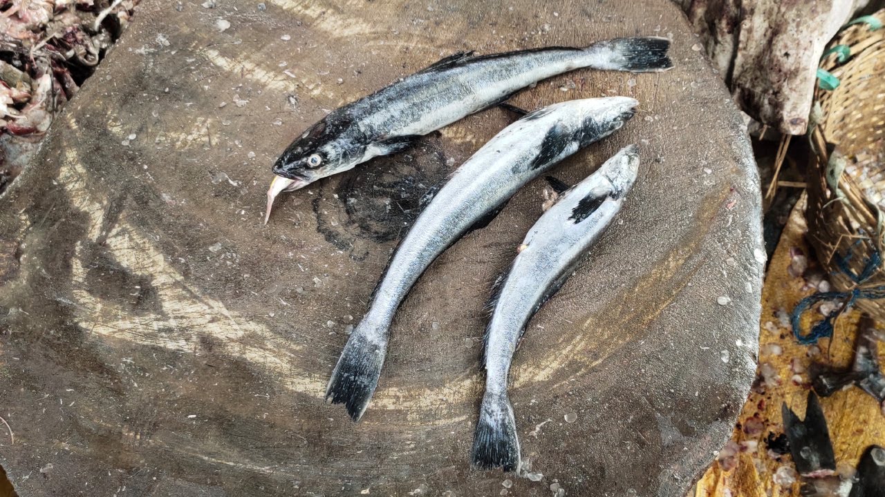 Small Size Cobia Fish Slices Cutting | India Fish Market | RS.400 $ 5. ...