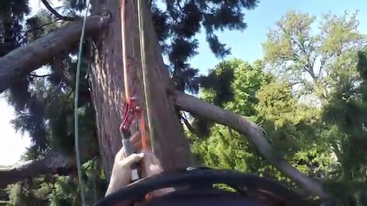 Redwood Climb and Measure at Reaseheath College - YouTube