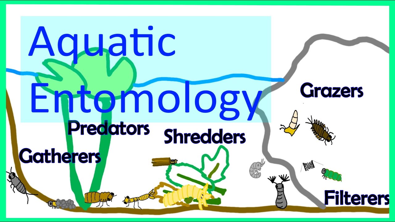 Introduction to Aquatic Entomology: Functional Feeding Groups - YouTube