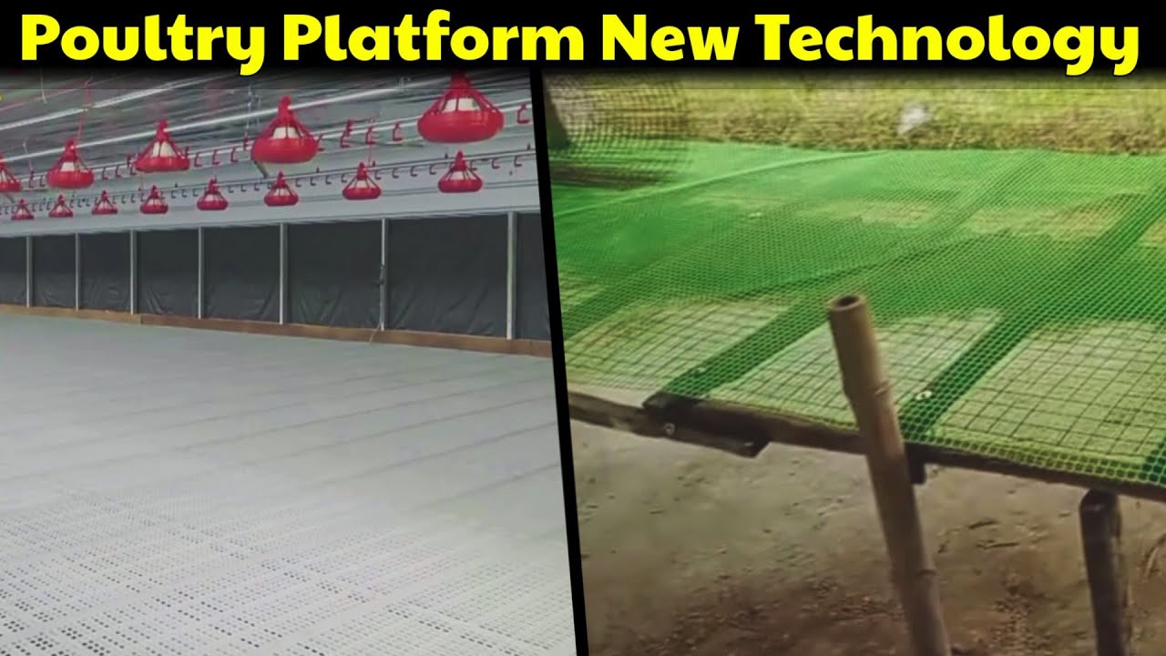 New technology of Poultry Farming in India l Poultry Platform l Reflect ...