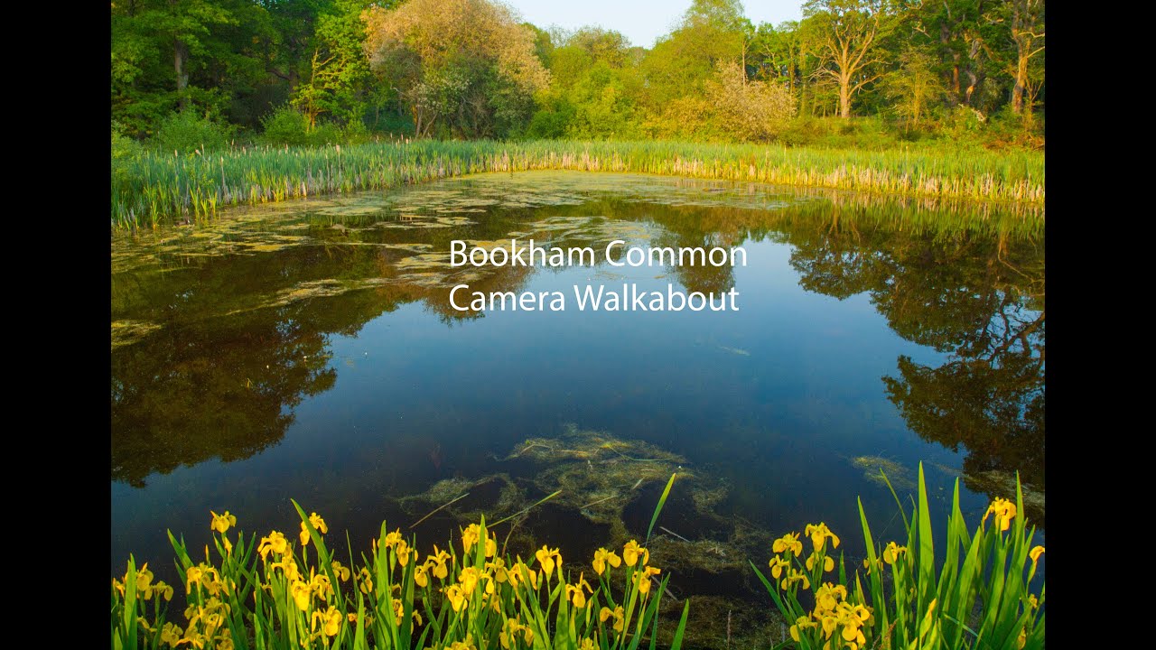 Wetland Walk Bookham Common - YouTube
