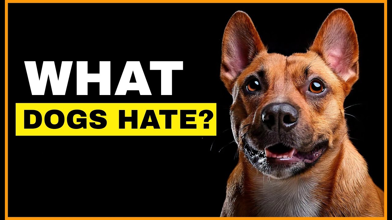 13 Things Dogs Hate That Humans Do – Are You Guilty? - YouTube
